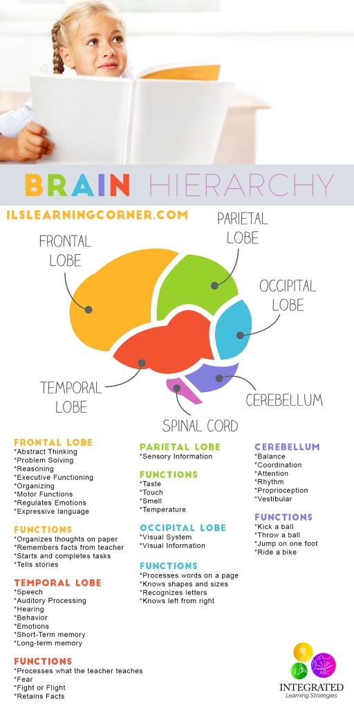 Exploring Lower Level versus Higher Level Cognitive Processes – Dr ...